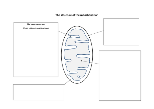 The structure of the MITOCHONDRION (OCR A-level Biology) | Teaching ...