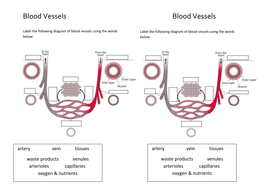 KS4 Biology Worksheet Pack | Teaching Resources