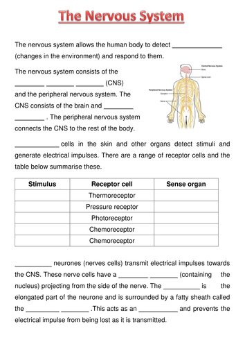The nervous system: Structure & function | Teaching Resources