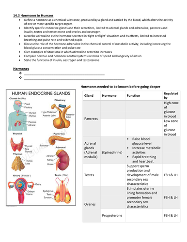 IGCSE Biology: 14 Nervous Control / Hormones / Plant Hormones ...