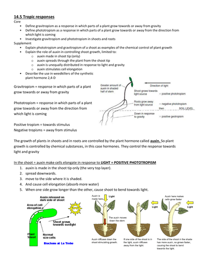 IGCSE Biology: 14 Nervous Control / Hormones / Plant Hormones ...