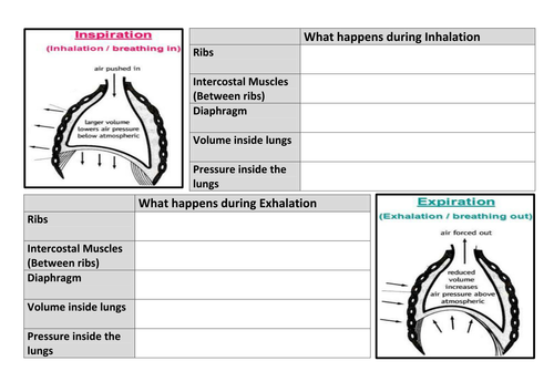 Breathing and Gas Exchange Lesson | Teaching Resources