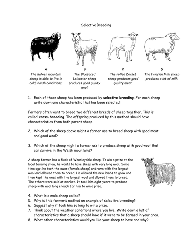 New GCSE Variation_ Lesson 4_B2_Selective Breeding and Antibiotics ...