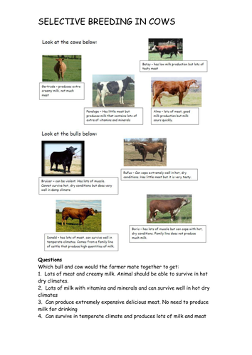 New GCSE Variation_ Lesson 4_B2_Selective Breeding and Antibiotics ...