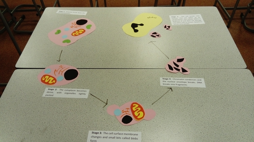 KS5 A Level Biology Body Plans Lesson | Teaching Resources