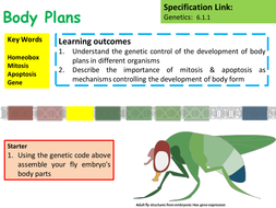 KS5 A Level Biology Body Plans Lesson | Teaching Resources