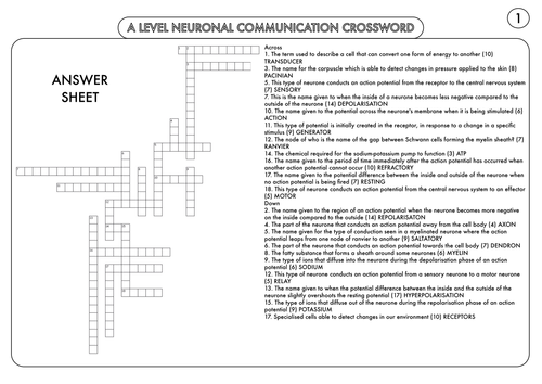 A Level Biology: Crossword Pack on the Nervous System | Teaching Resources