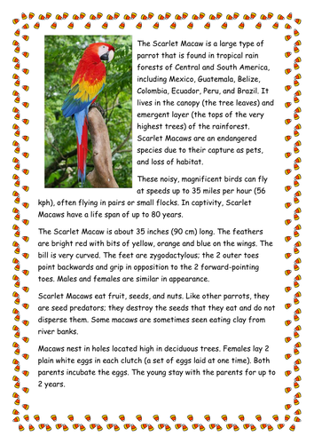 Lower KS2 Rainforest Art unit of work | Teaching Resources