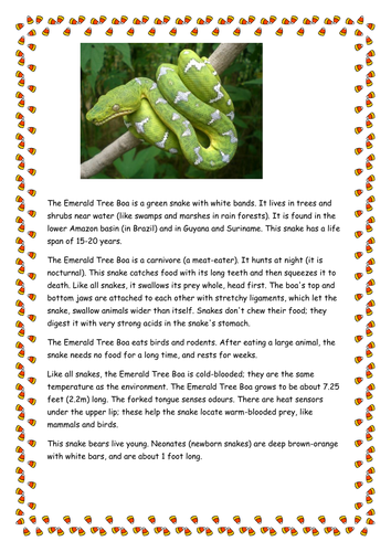 Lower KS2 Rainforest Art unit of work | Teaching Resources