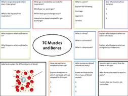Muscles and Bones Revision Sheet | Teaching Resources