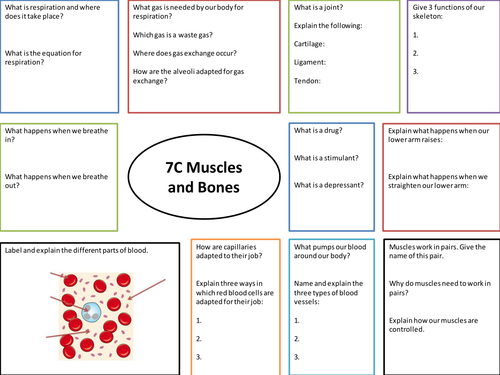 Muscles and Bones - full scheme of lessons | Teaching Resources
