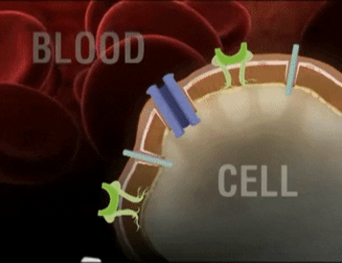 Control of blood glucose - complete lesson (A2) | Teaching Resources