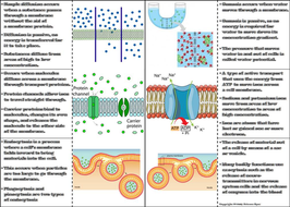 Passive and Active Cell Transport Lapbook | Teaching Resources