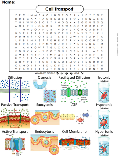 Passive and Active Cell Transport Word Search | Teaching Resources