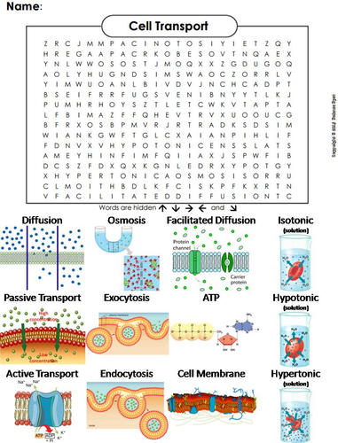 Passive and Active Cell Transport Word Search | Teaching Resources