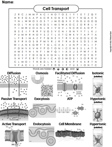 Passive and Active Cell Transport Word Search | Teaching Resources