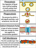 Passive and Active Cell Transport Word Wall Cards by ScienceSpot ...