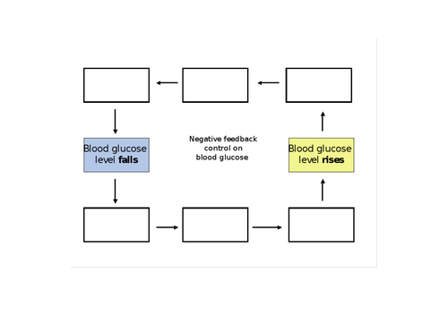 Homeostasis lesson and resourse bundle | Teaching Resources