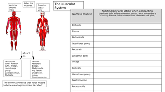 AQA GCSE PE 2016 GRADES 9-1 Muscles | Teaching Resources