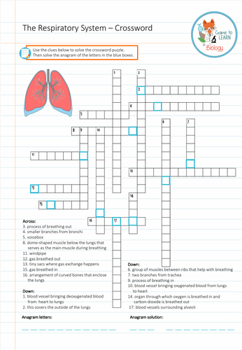 Respiratory System - Crossword (KS3/4) | Teaching Resources