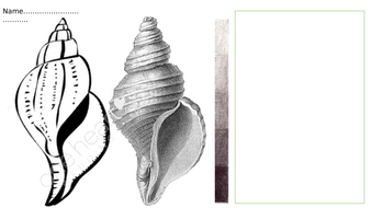 Tonal Worksheets based on Shells - Natural Form | Teaching Resources