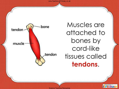 Muscles - Year 3 | Teaching Resources