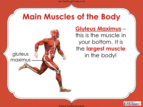 Muscles - Year 3 | Teaching Resources