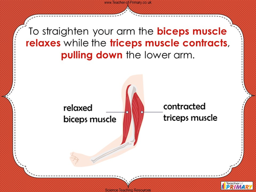 Muscles - Year 3 | Teaching Resources