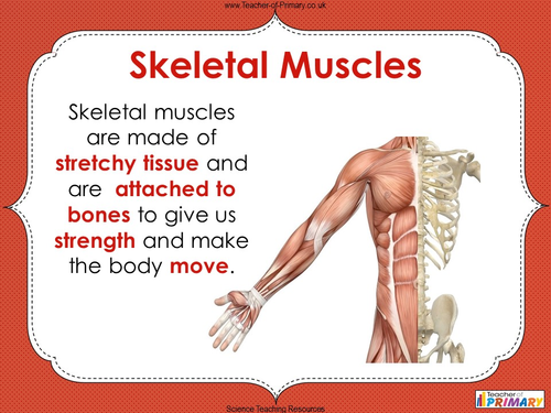 Muscles - Year 3 | Teaching Resources