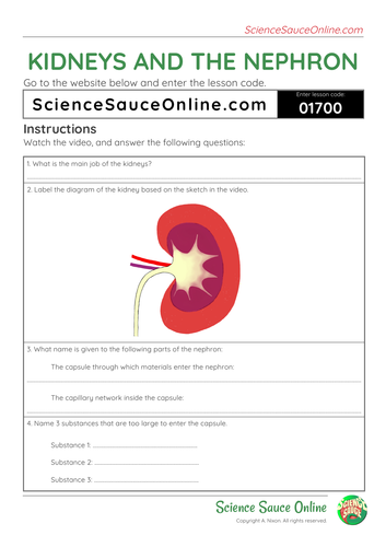 FLIPPED LEARNING: Kidneys and the Nephron | Teaching Resources