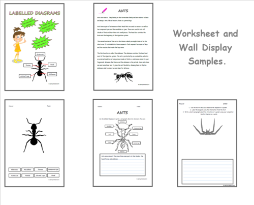 Visual Literacy - Labelled Diagrams - Year 3 + 4 | Teaching Resources
