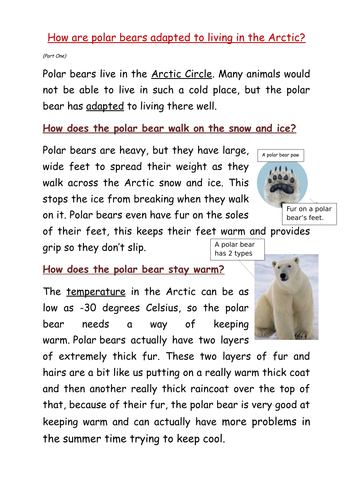 Polar Bear Explanation Double Comprehension | Teaching Resources