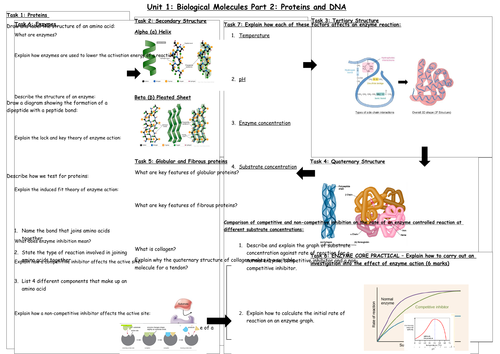 AQA A level Biology Unit 1 : Proteins, enzymes and DNA revision sheet ...