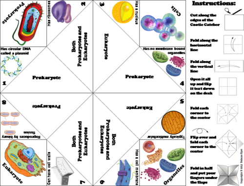 Prokaryotic and Eukaryotic Cells Cootie Catchers | Teaching Resources