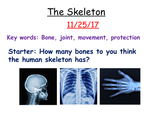 The skeleton | Teaching Resources