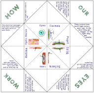 Light and Sight Activity - Cootie Catcher Activity | Teaching Resources