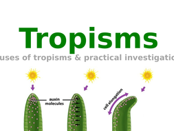 Tropisms - OCR | Teaching Resources