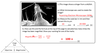 Magnification Calculations Homework (GCSE Microscopes) | Teaching Resources