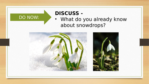 Ted Hughes - Snowdrop | Teaching Resources