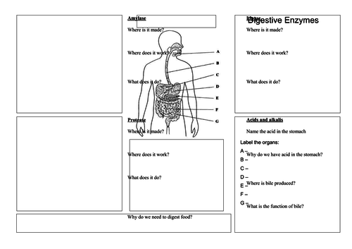 Bacteria and enzymes in digestion - complete lesson (KS3) | Teaching ...