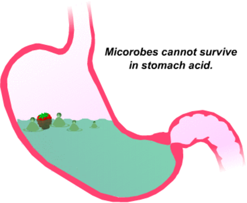 Bacteria and enzymes in digestion - complete lesson (KS3) | Teaching ...