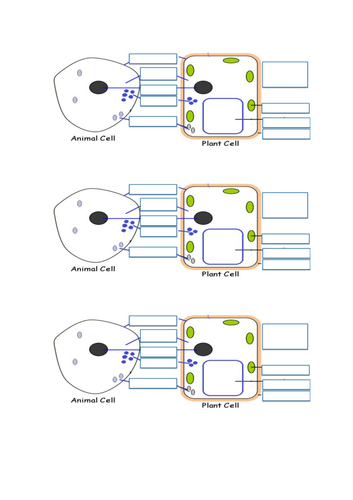 KS3 lesson on plant cells | Teaching Resources
