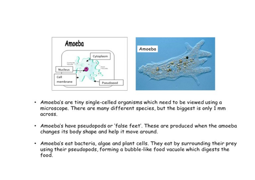KS3 lesson on Unicellular organisms | Teaching Resources