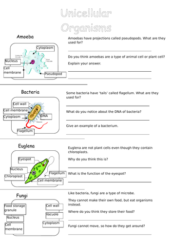 KS3 lesson on Unicellular organisms | Teaching Resources