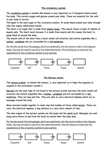 KS3 lesson on Organ Systems | Teaching Resources