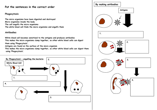KS3 lesson on the Immune System | Teaching Resources