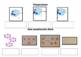 KS3 lesson on the Immune System | Teaching Resources