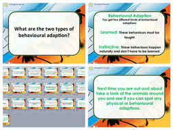 Animal Adaptions PowerPoint & Quiz | Teaching Resources