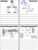 Cellular Respiration Accordion Booklet | Teaching Resources