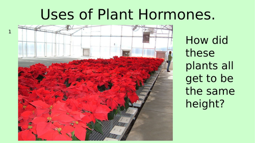 Lesson on Uses of Plant Hormones. (AQA GCSE) | Teaching Resources